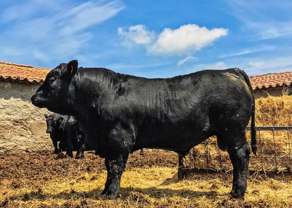 La raza Angus - Mercado del Val